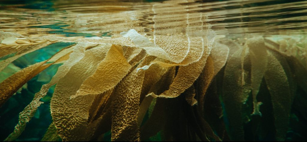 These little microbes turn algae into plastic – Zavit