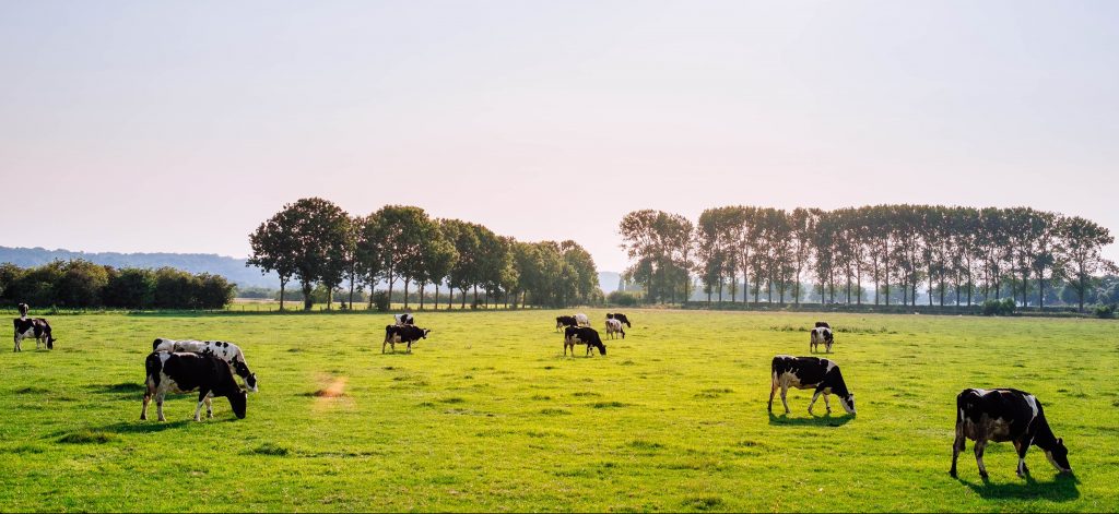 Cow Power from Israel – Zavit