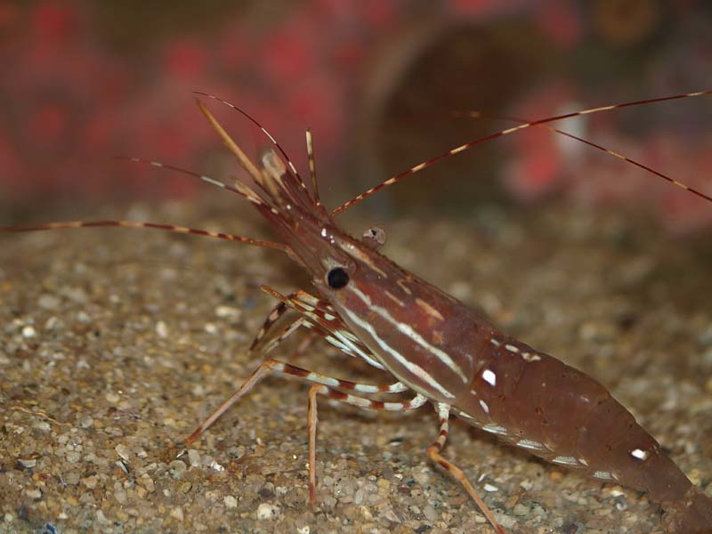 Israeli scientists use prawns to fight tropical disease – Zavit