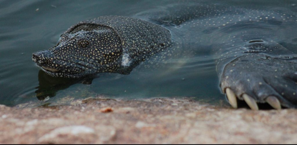 Endangered Turtles Find Home in Israeli Sewage Plant – Zavit