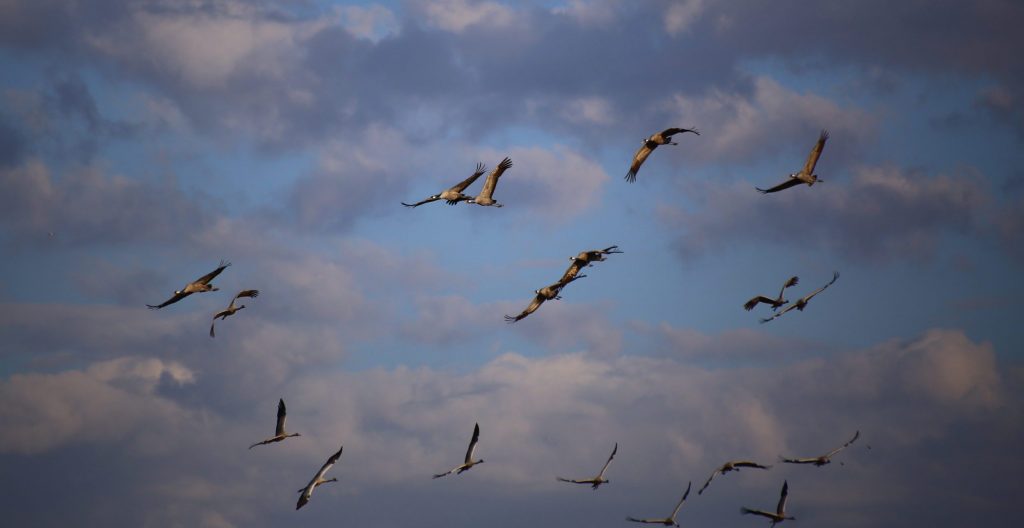 What makes the birds tick? – Zavit