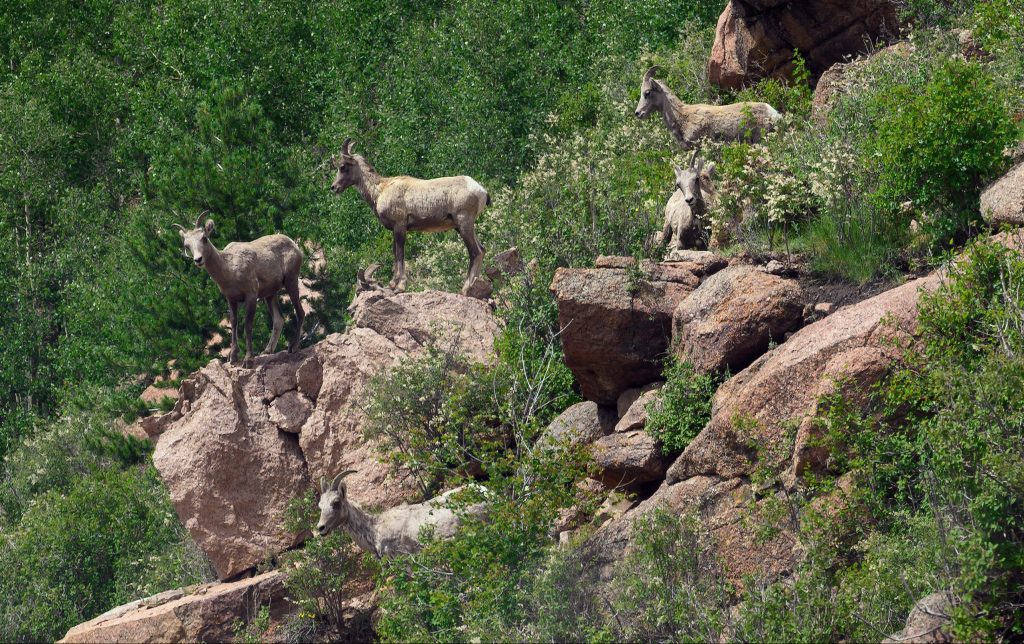 Goats Against Fires – Zavit