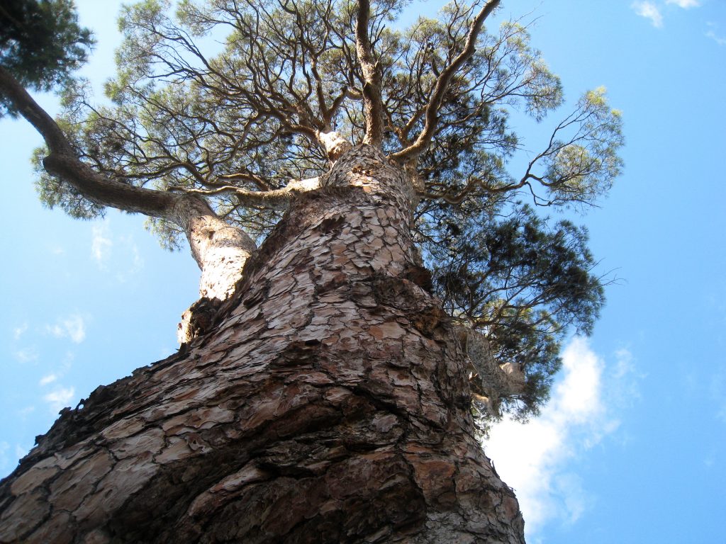 Israeli pine trees are dying of thirst – Zavit