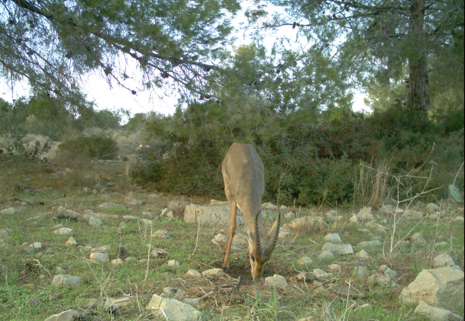 What’s the Gazelle eating? – Zavit