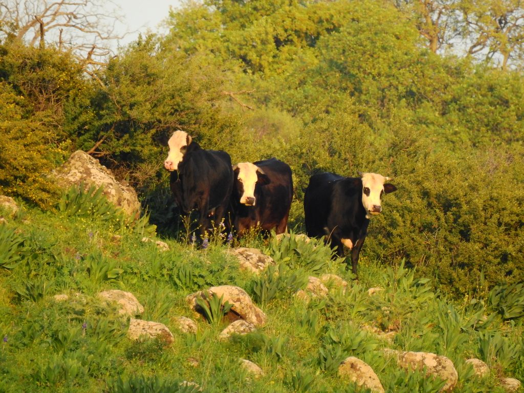 The Independent Cows of the Golan Heights – Zavit