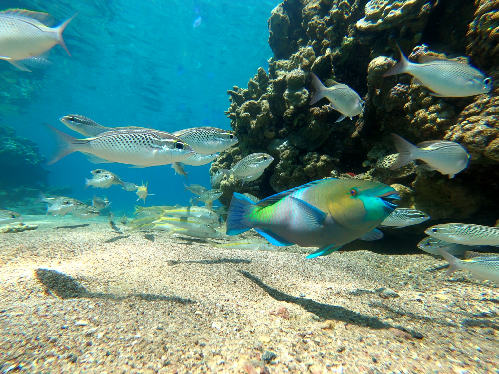 Israeli Study Discovers Fish in Absence of Humans Amid Prior Covid ...