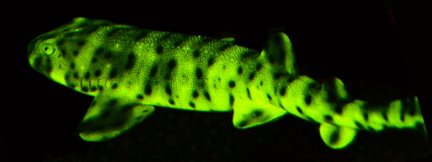 Fluorescent Swell shark GRUBER | זווית | סוכנות ידיעות למדע ולסביבה