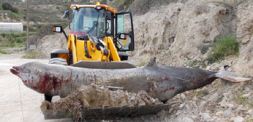 Ziphius_1-4-2014_SE_Crete_Greece-site-big | זווית | סוכנות ידיעות למדע ...