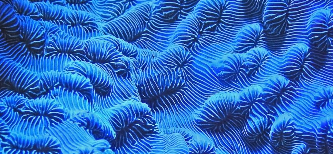 david clode | זווית | סוכנות ידיעות למדע ולסביבה