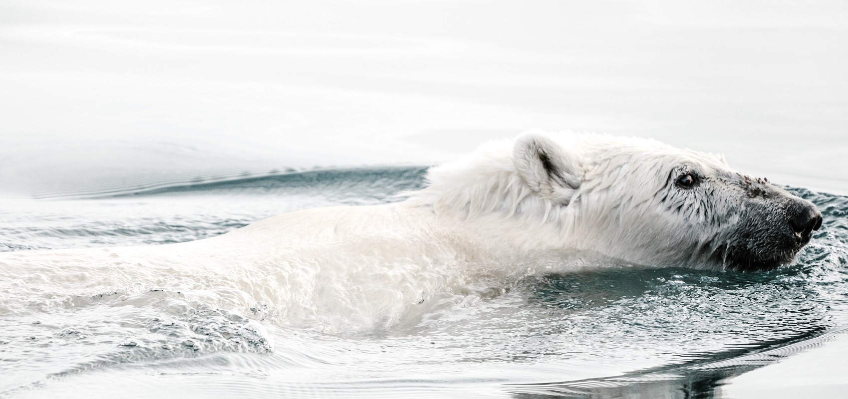 annie spratt - unsplash 1-crop | זווית | סוכנות ידיעות למדע ולסביבה