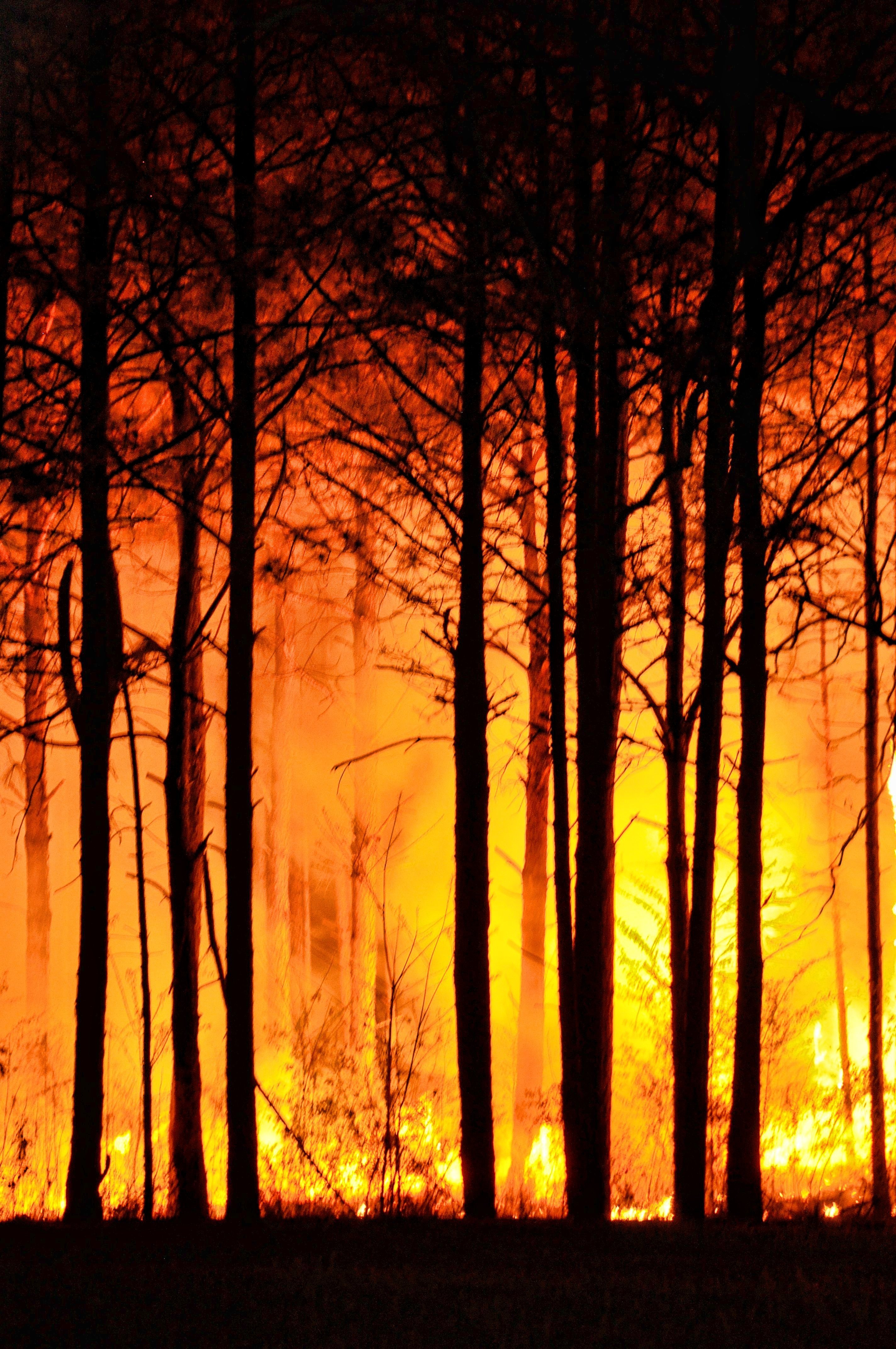 forest-fire-trees-nature-stockpack-pixabay.jpg | זווית | סוכנות ידיעות ...