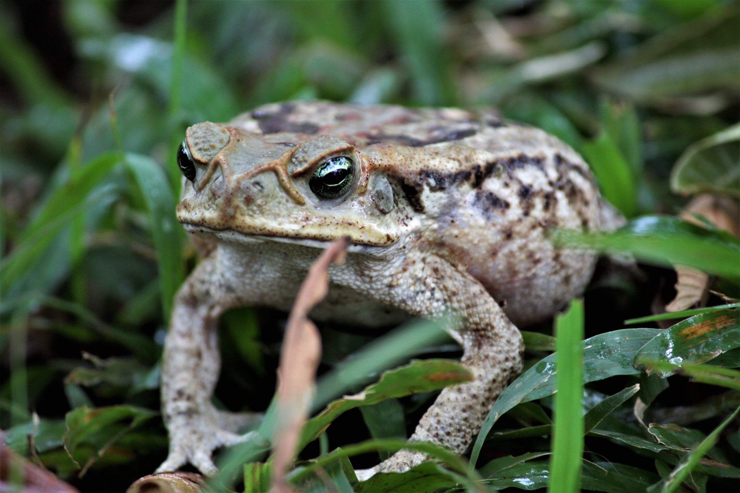 close-up-photo-of-a-rococo-toad-stockpack-pexels | זווית | סוכנות ...