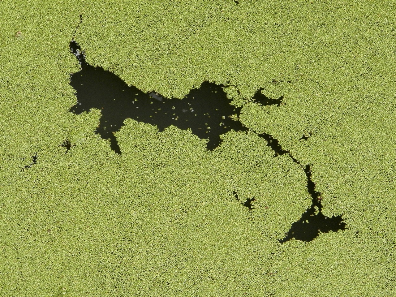 algae-green-weed-plants-water-surface-ecology-organic-biology-stockpack ...